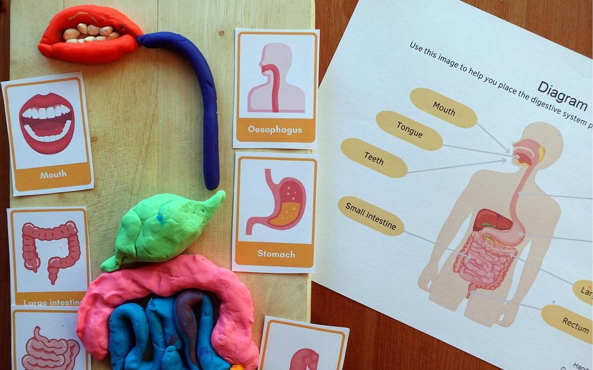 Modelling with salt dough, playdough and clay | by Jeanie Fair | Medium