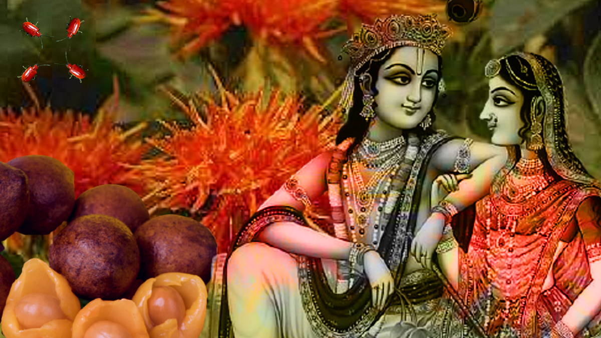 Krishna and the Kusum Tree. Trees that have stories | by Chris Mooney ...