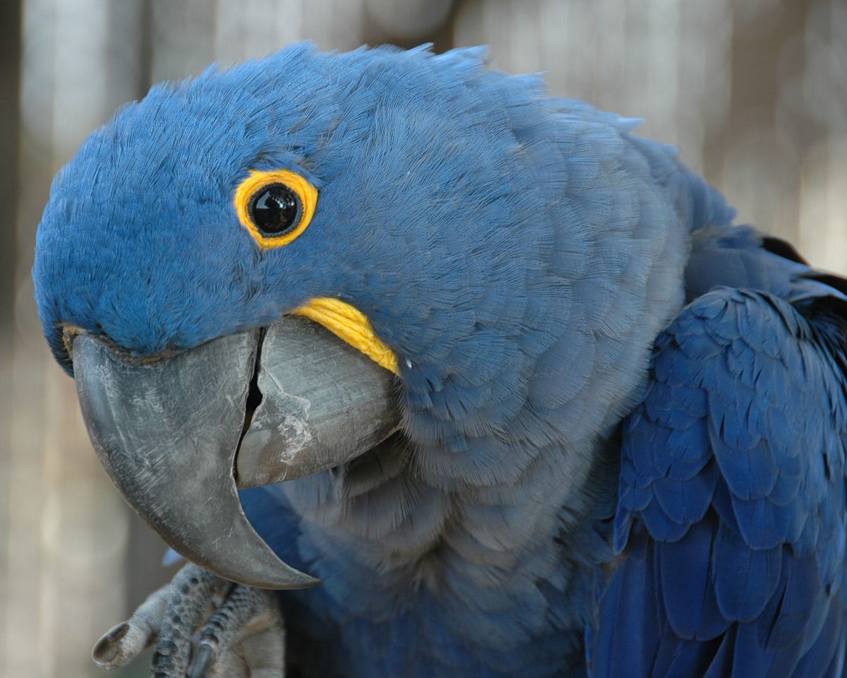 The physics of structural plumage colours in birds | by 𝐆𝐫𝐫𝐥𝐒𝐜𝐢𝐞𝐧𝐭𝐢𝐬𝐭 ...