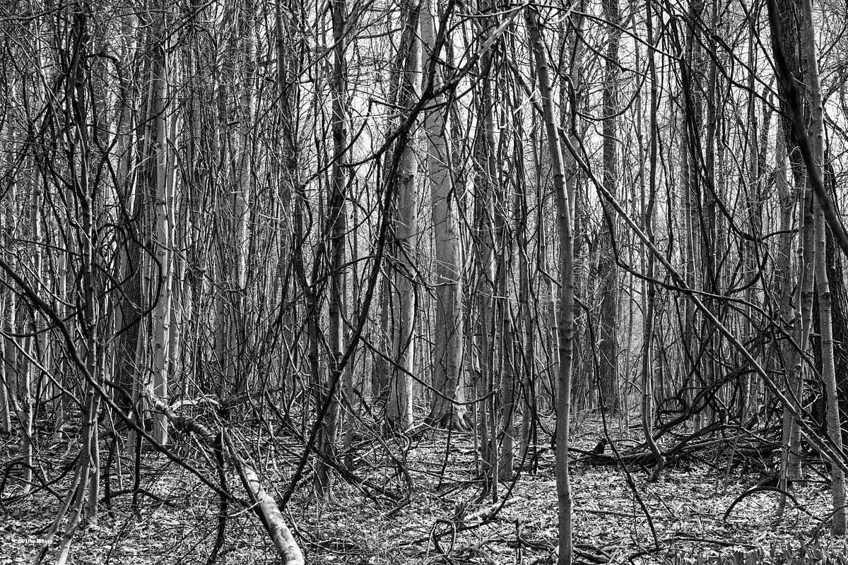 The Beautiful Chaos of Nature: A Photographer’s Perspective | by MESS ...