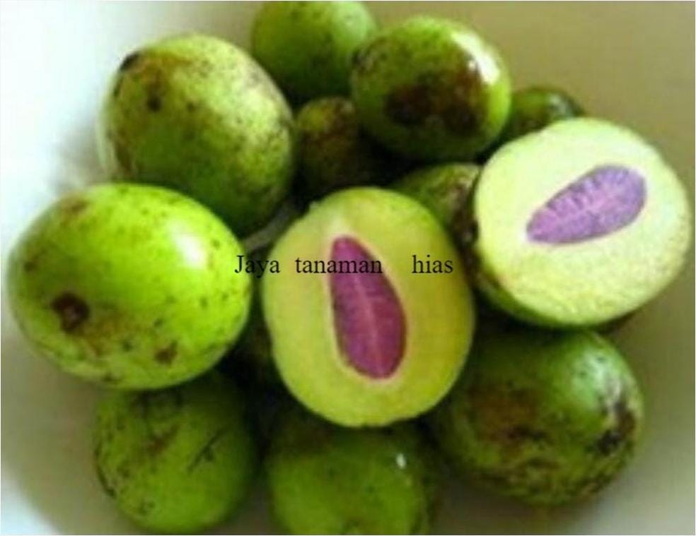 Bibit Pohon Gandaria Tanaman Buah Jatake Temanggung Berkualitas | by ...