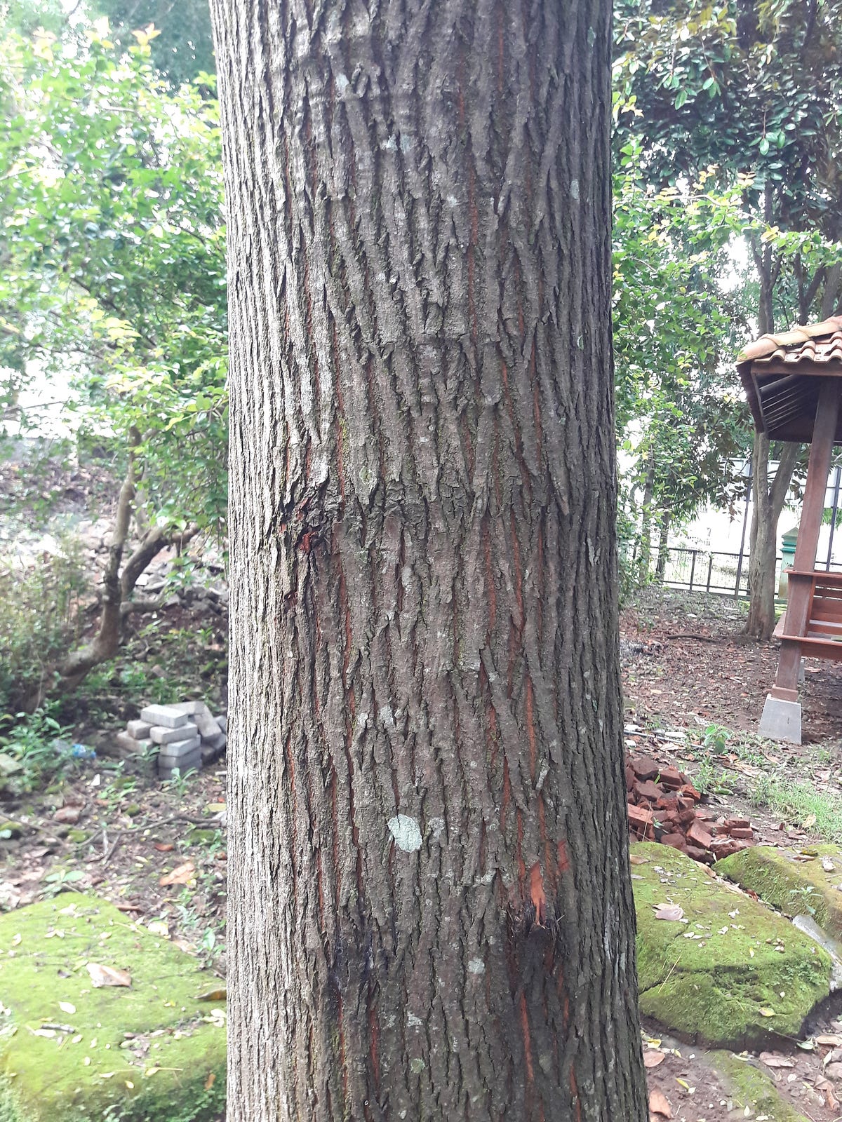 Toona sureni (Blume) Merr.. Pohon yang tumbuh tegak tinggi ini… | by ...