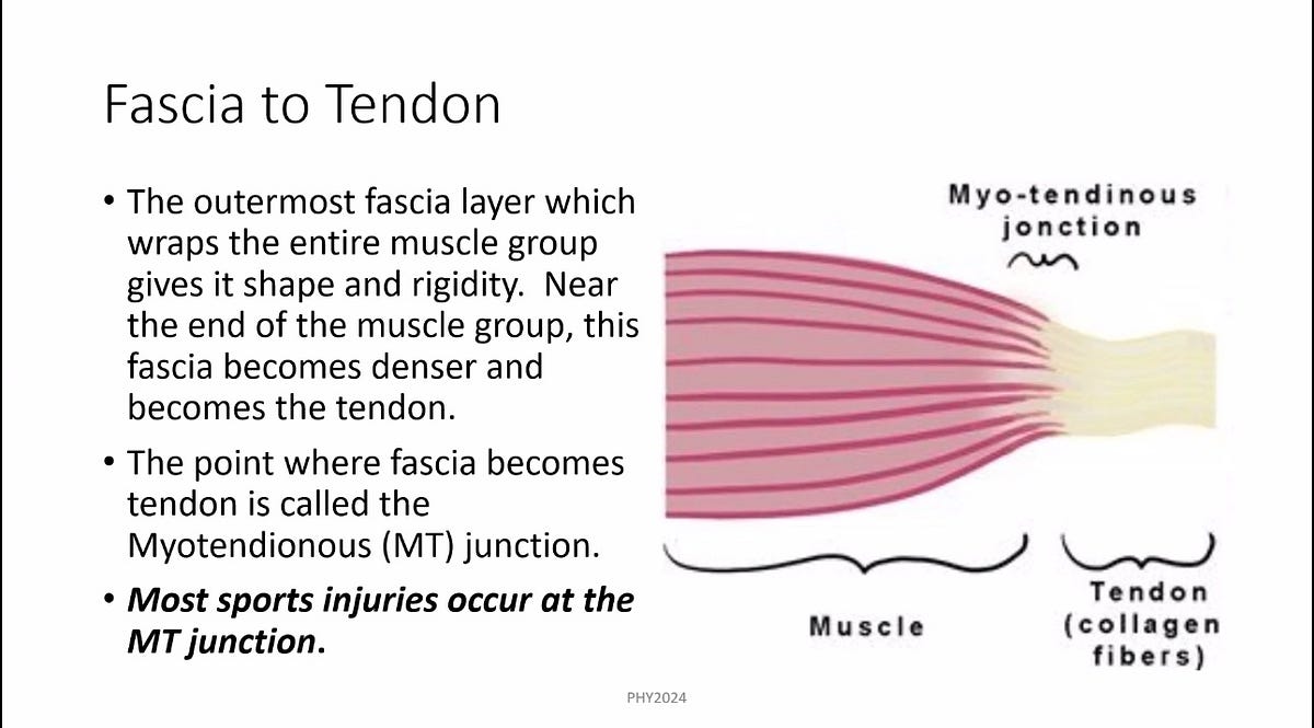 Strengthening Your Foundation: Training the Musculotendinous Junction ...