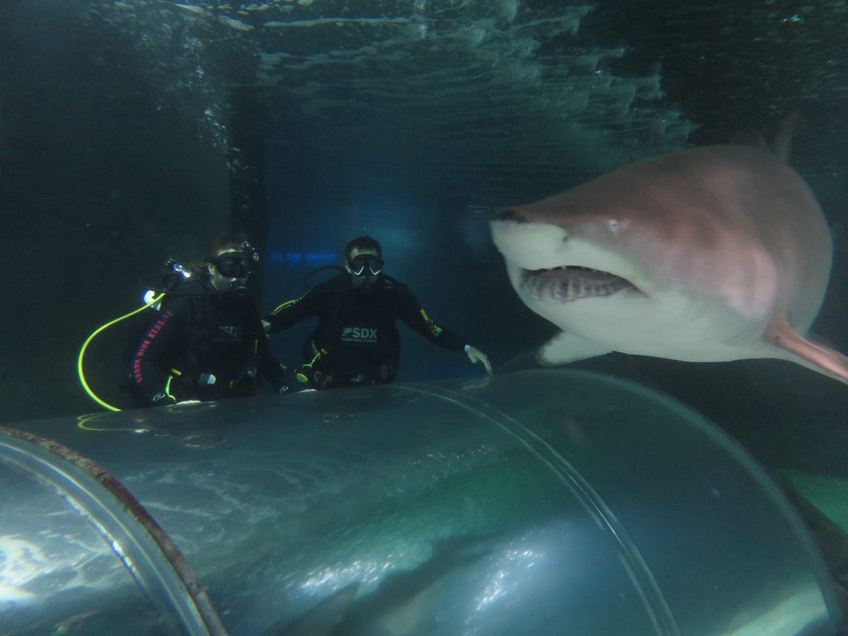 Diving with Sharks in Sydney, Australia | by Bethany Allaway | Medium