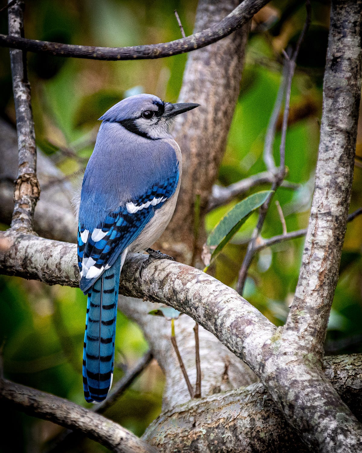 The Love of a Blue Jay. A poem on the struggles of loss | by Ethan ...