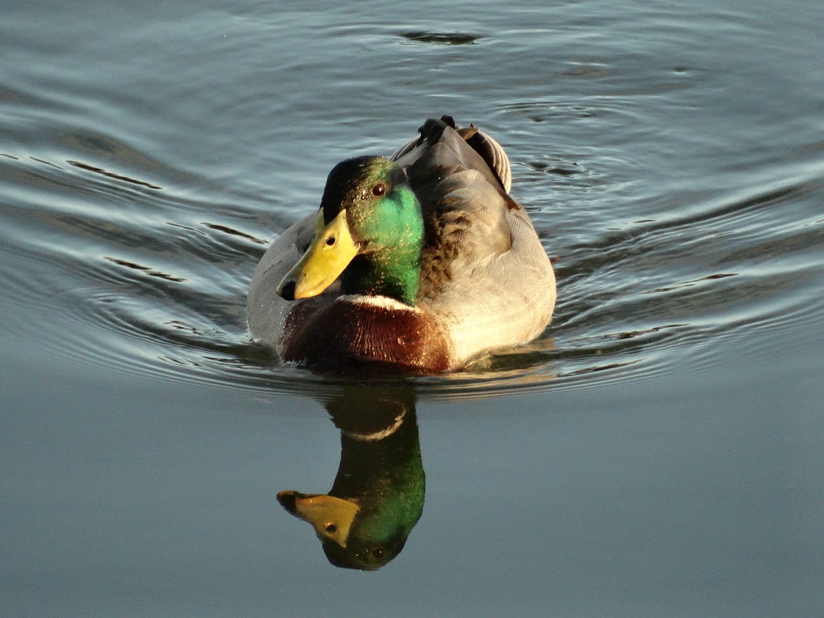 Slow Down. Overcoming the “Stanford Duck Syndrome” | by Nick Enge ...