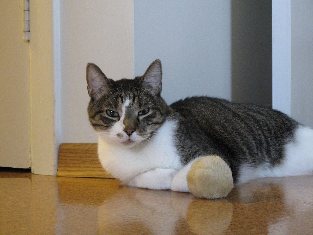 Kristmas Kats - Catness - Medium