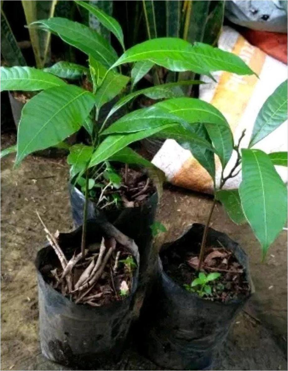 Bibit Pohon Gandaria-Tanaman Buah Gandaria Jatake Limited Gianyar | by ...
