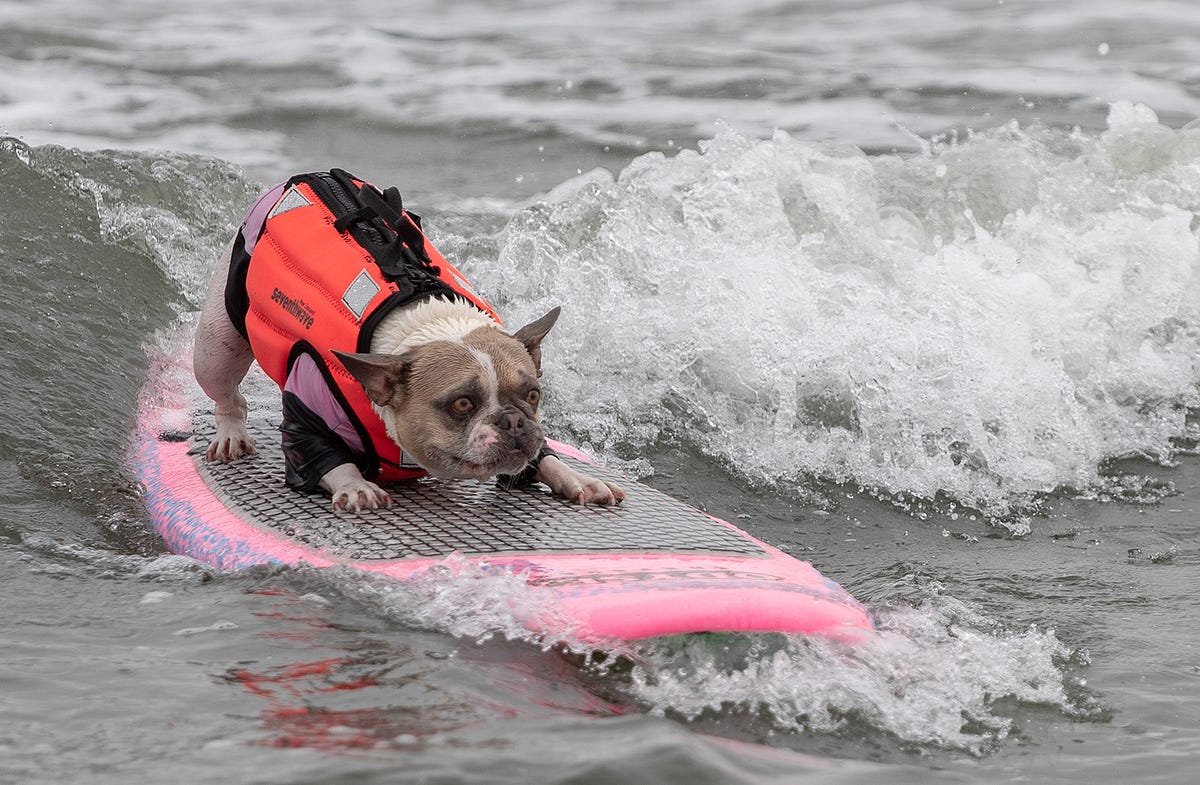 Photos: Scenes from the World Dog Surfing Championships in Pacifica ...