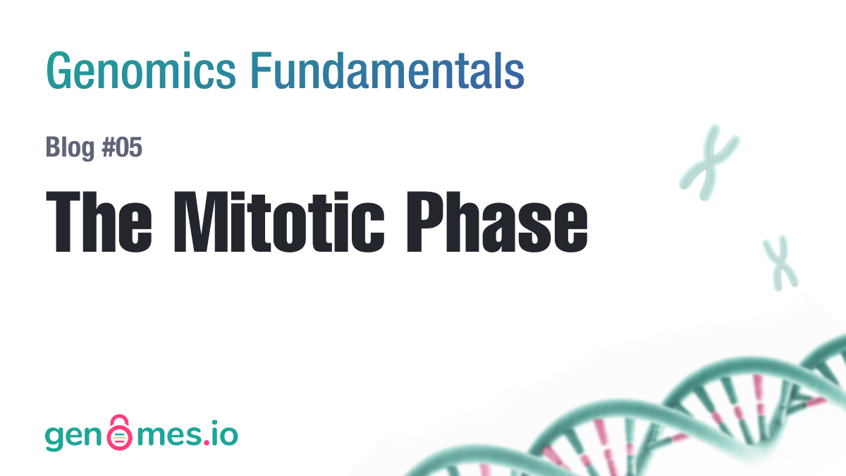 Genomics Fundamentals #5- The Mitotic Phase | by Genomes.io | Medium