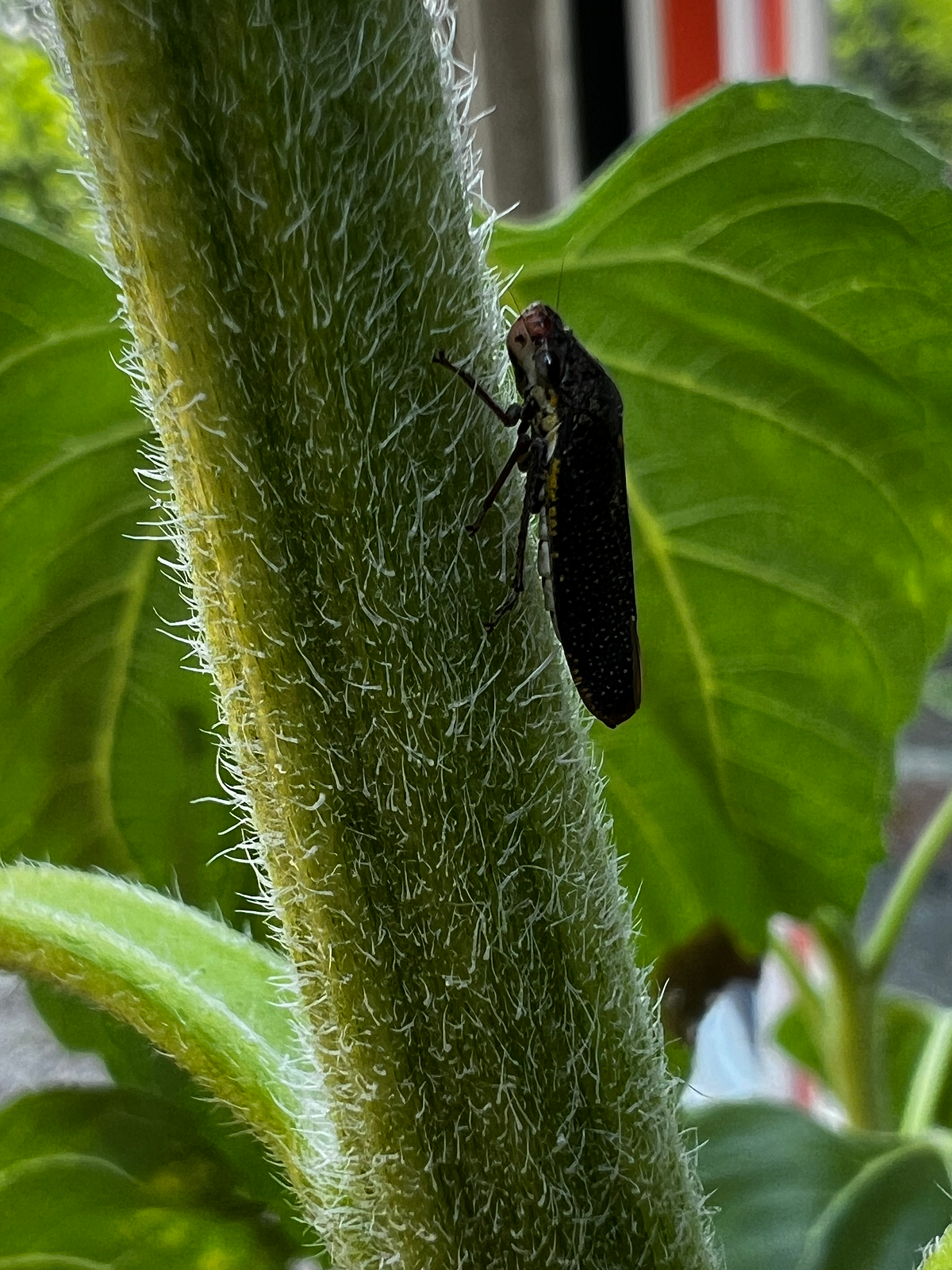 10 facts about leafhopper insects | by Foxy Moco | Jun, 2024 | Medium