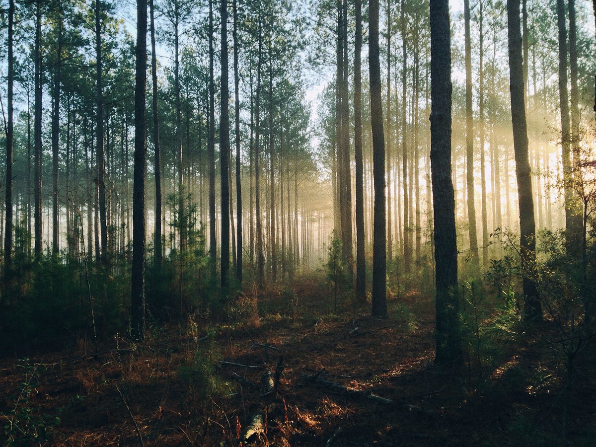 How To Use Isolation Forests For Anomaly Detection Towards Data Science