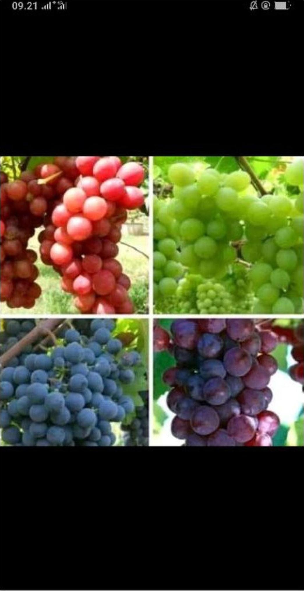 Bibit Anggur Manis Kota Denpasar Terlengkap | by zahrah bibit | Medium