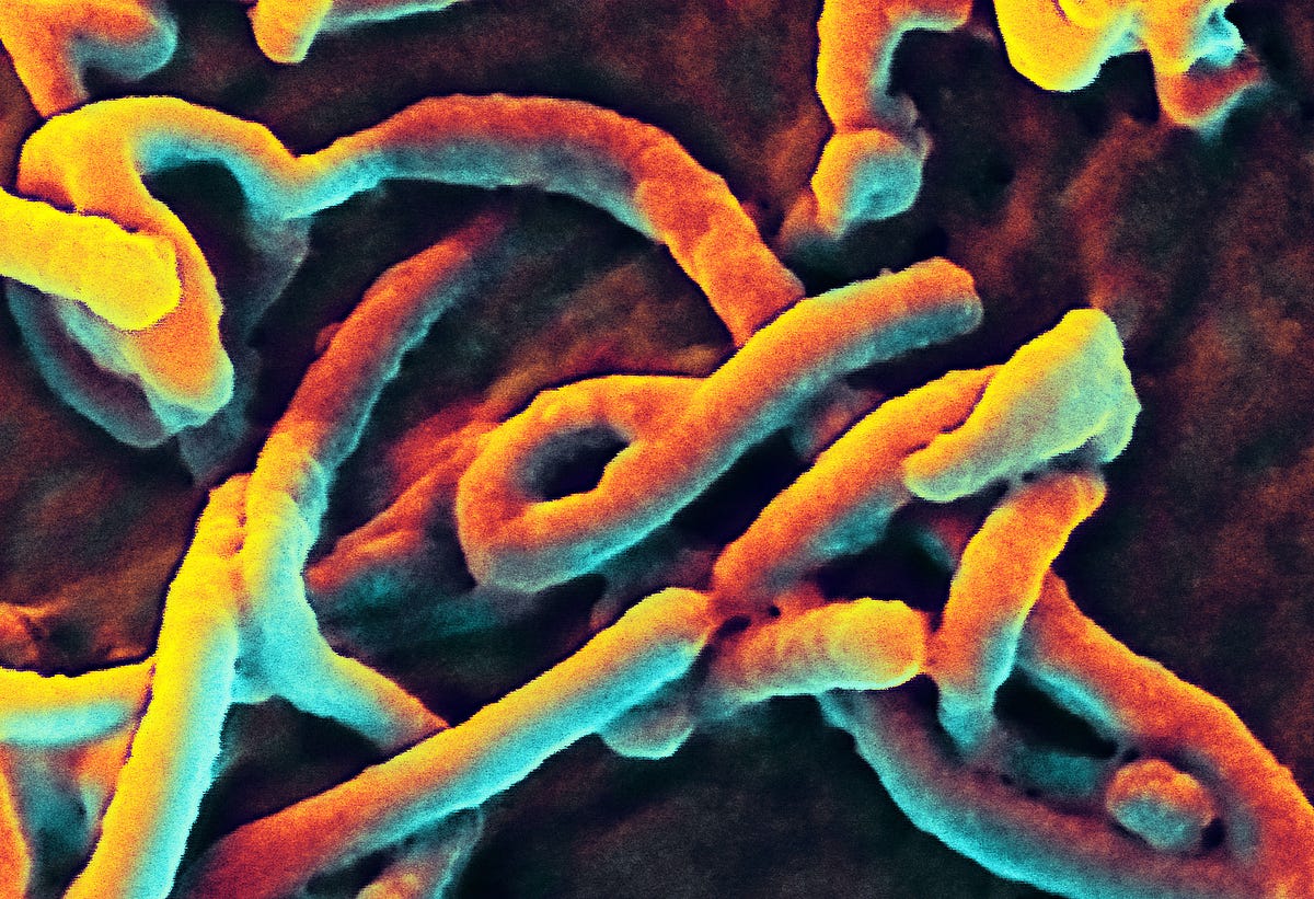 The drug that makes a virus ‘mutate itself to death’ | by eLife ...