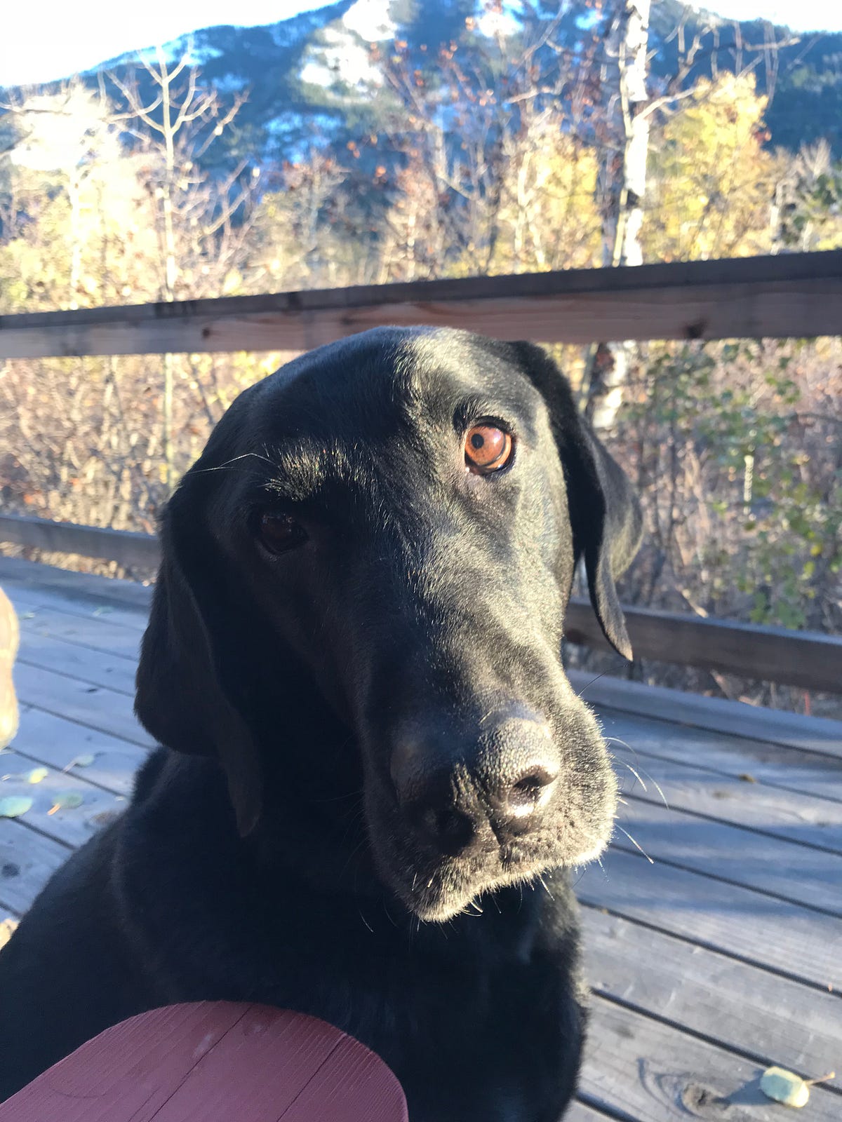 Bo is My Emotional Smoke Alarm. Most dog owners will claim that their ...
