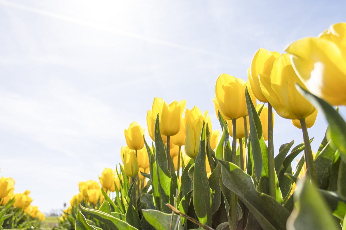Does Spring Increase Workplace Productivity? | by Brittany Roth | Spire ...