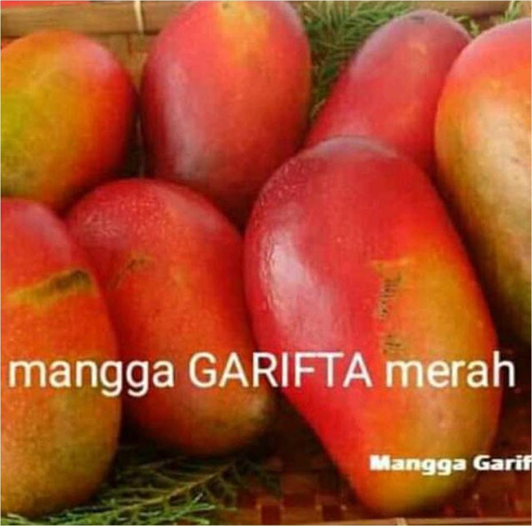 Bibit Mangga Garifta Merah Bisacod Banjarnegara Terlengkap | by Marlino ...