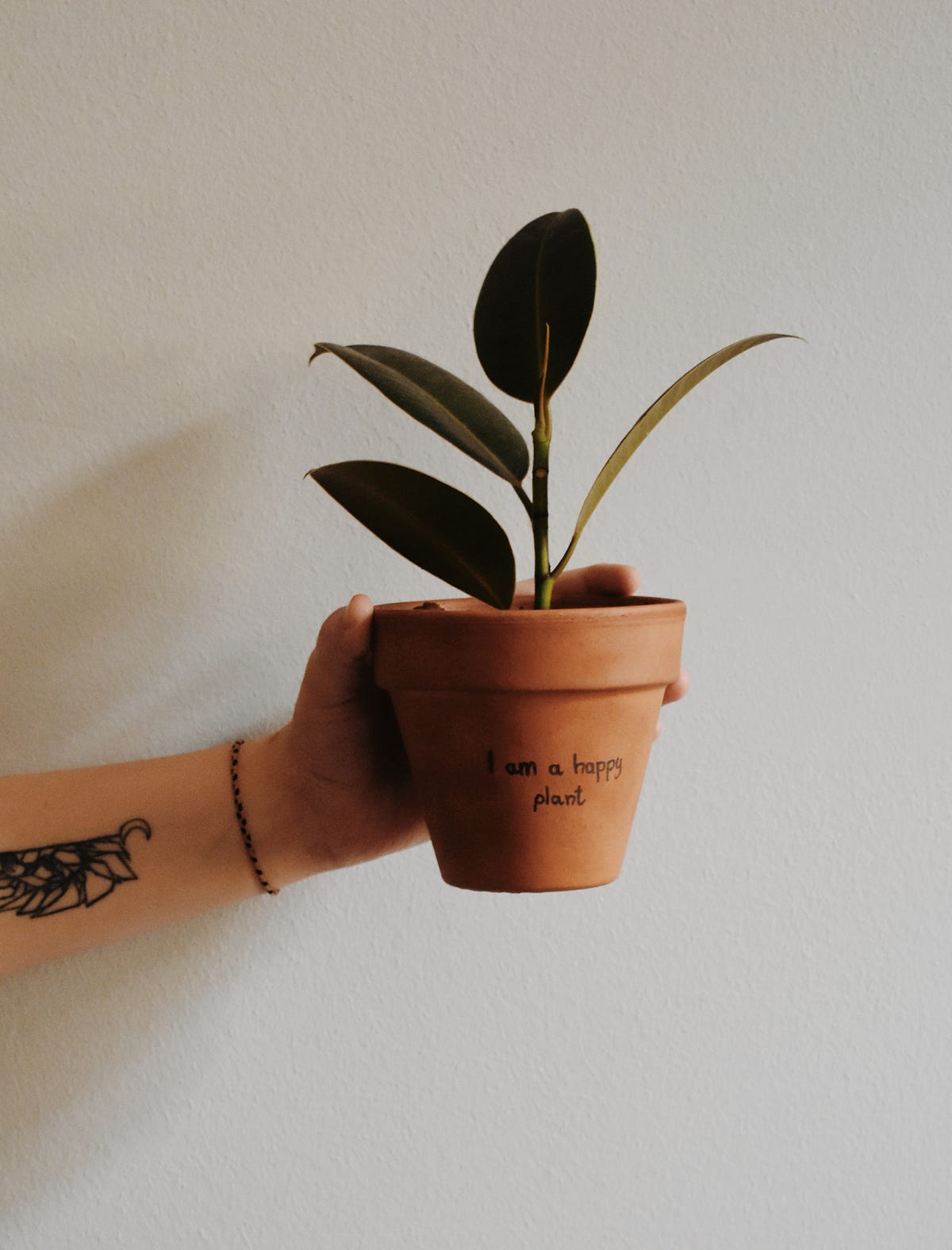 Potted plants clean the air of cancer-causing toxins? Yes. However ...