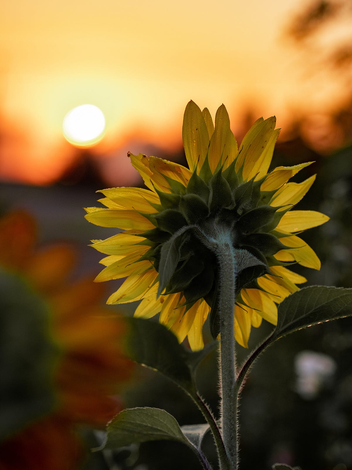 Natural Capital’s Connection. The concept of natural capital offers ...