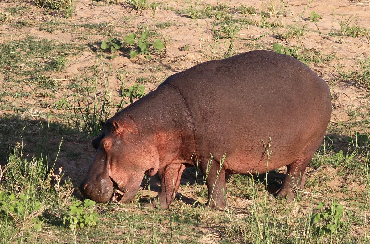 Hippos in South America? It’s More Likely Than You Think | by Daniel ...