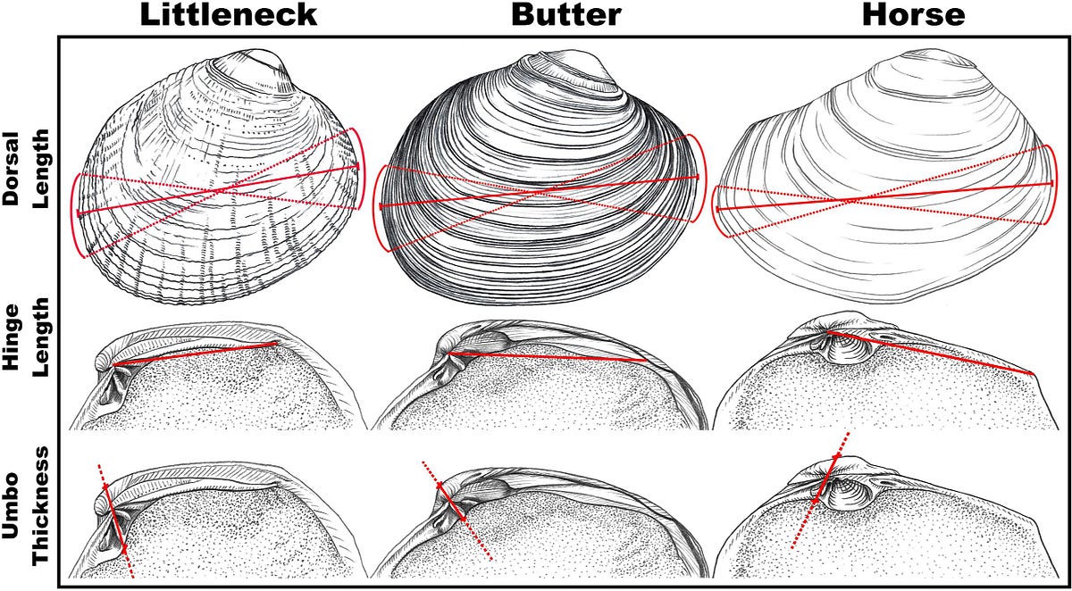 Harnessing Ancient Shellfish Data for Modern Coastal Restoration: A ...