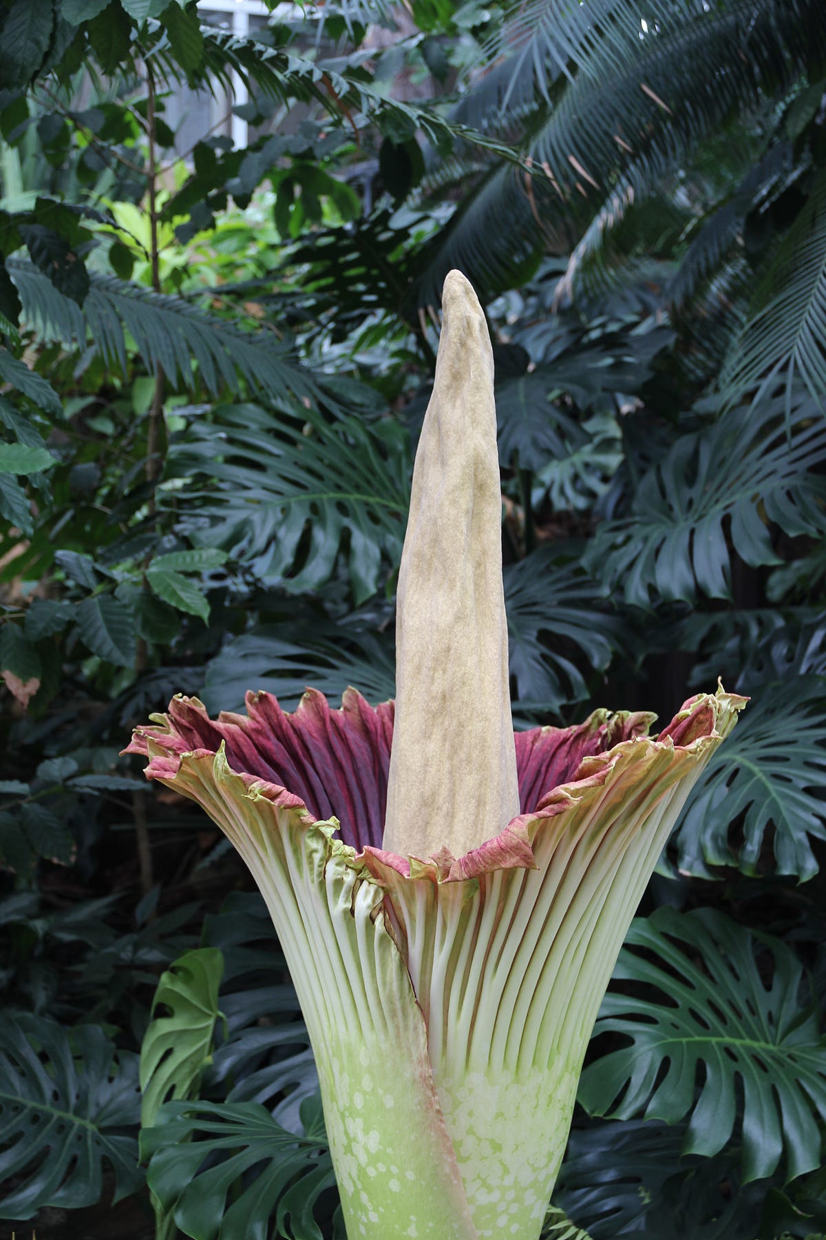 What Is The Corpse Plant?. And why was one of my first ever… | by ...