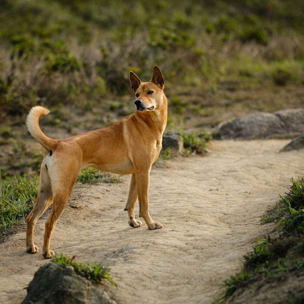 The Nairobi Landrace Dog Chronicles. | by John Muchiri | Medium