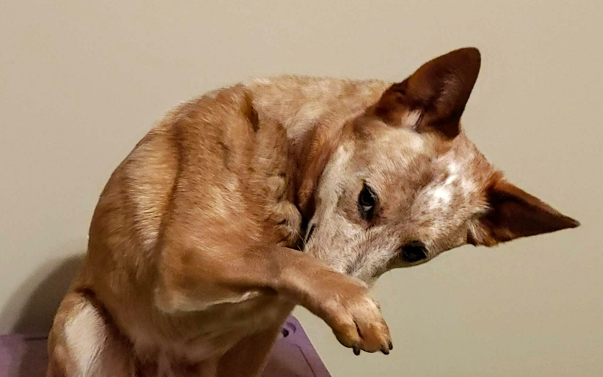 Chrome Developer Tool Tricks To Make You Look Pro Javascript In Plain 2962