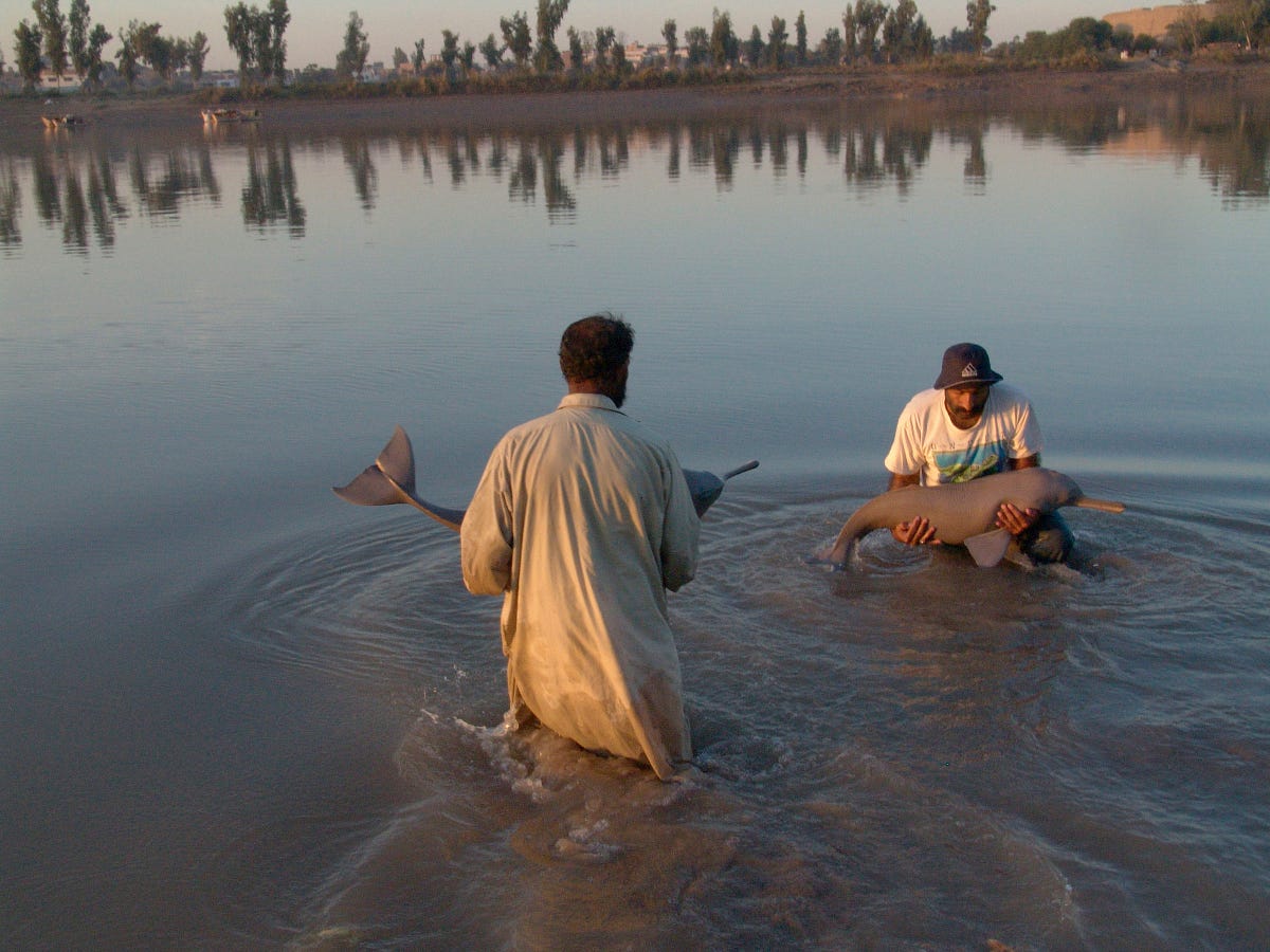 Saving Indus River Dolphins — Pakistan | by WWF-Pakistan | Panda ...