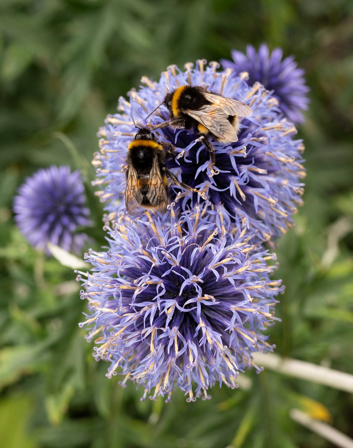 Paradise for Bumble Bees and Butterflies | by Janice Gill | Gardening ...