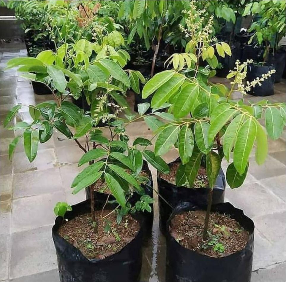 Bibit Kelengkeng New Kristal Merah Dan Matalada Kondisi Berbunga ...