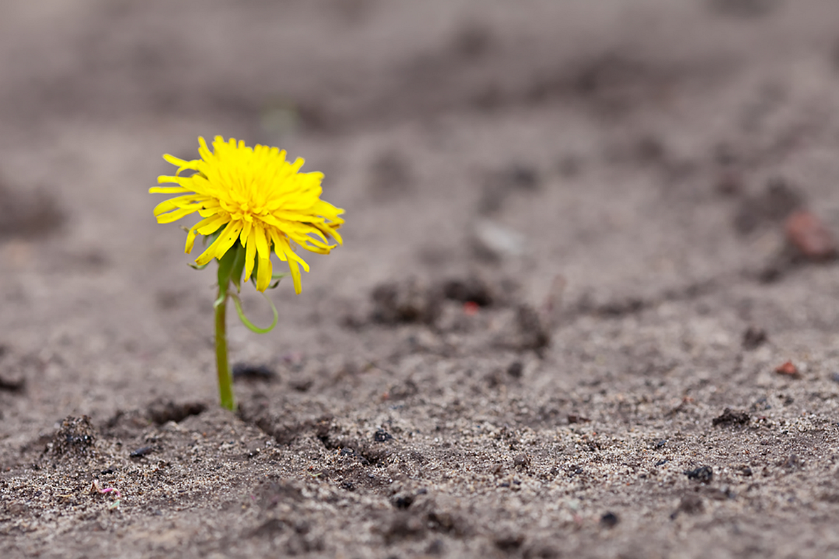How Adaptable Are You?. What IS Adaptability? | by PAN | Medium