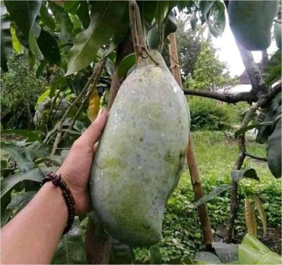 Bibit Mangga Mahatir Raja Lamongan | by pradipa bibit | Medium