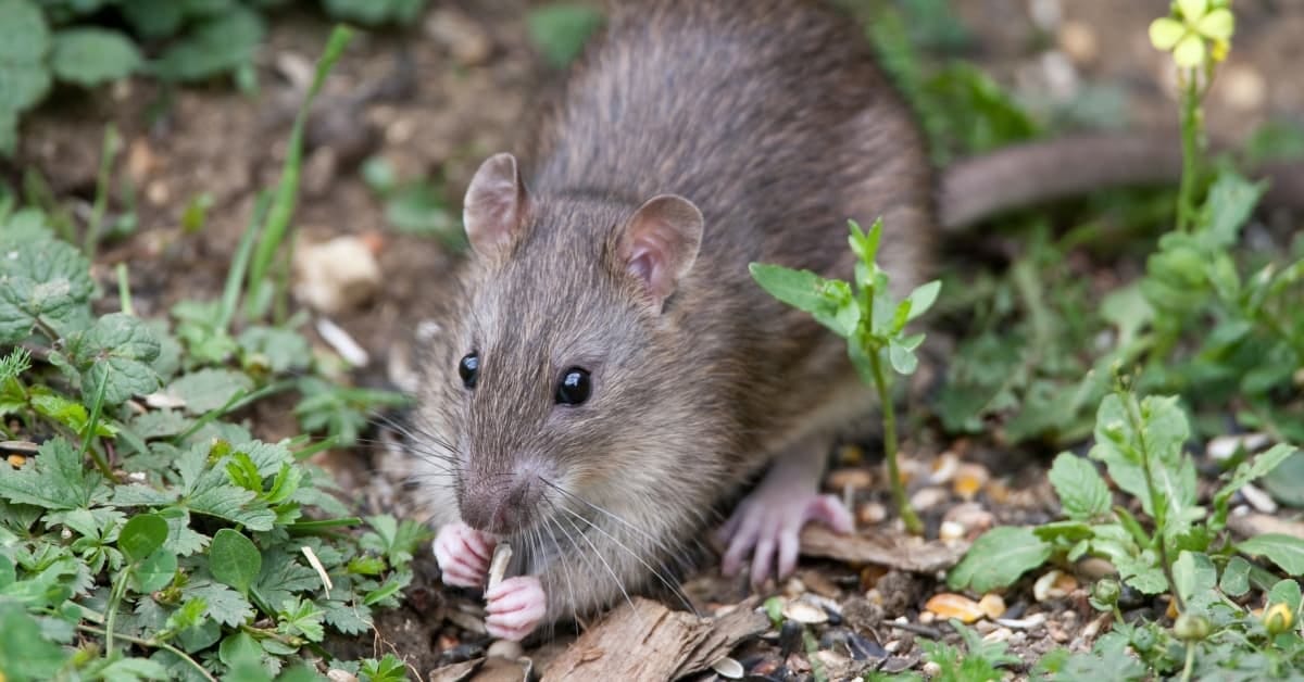 Cracking the Code: Unveiling Rat Population for Effective Rat Control ...