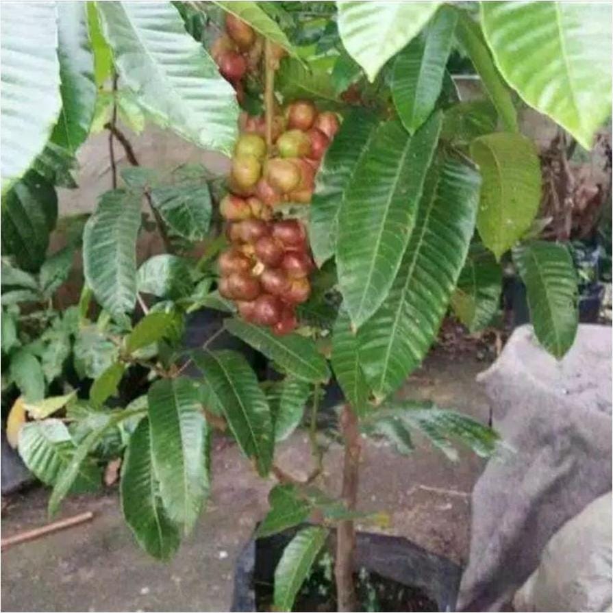Bibit Tanaman Matoa Super Asli Papua Pati | by farzan bibit | Medium