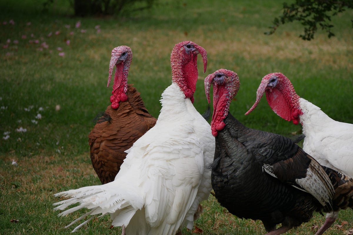 Why Turkeys Circle Dead Things — the Creepy Vigil, Explained | by ...