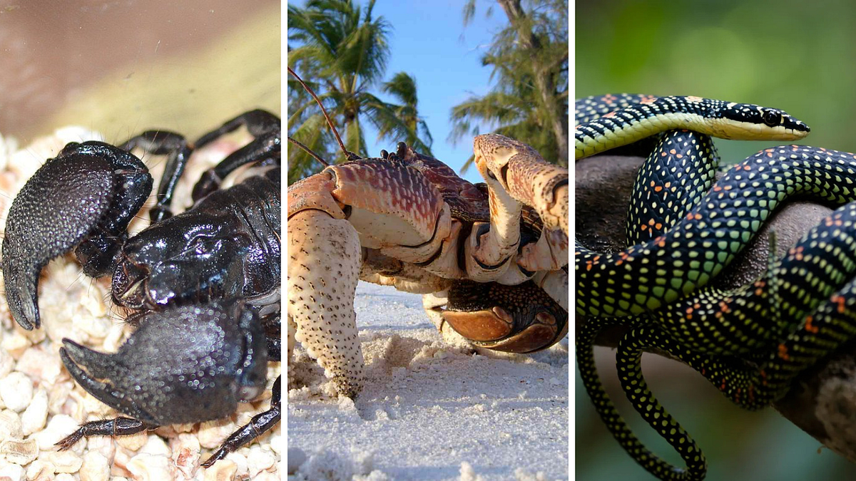 10 Scariest Animals That Will Send Shivers Down Your Spine ...
