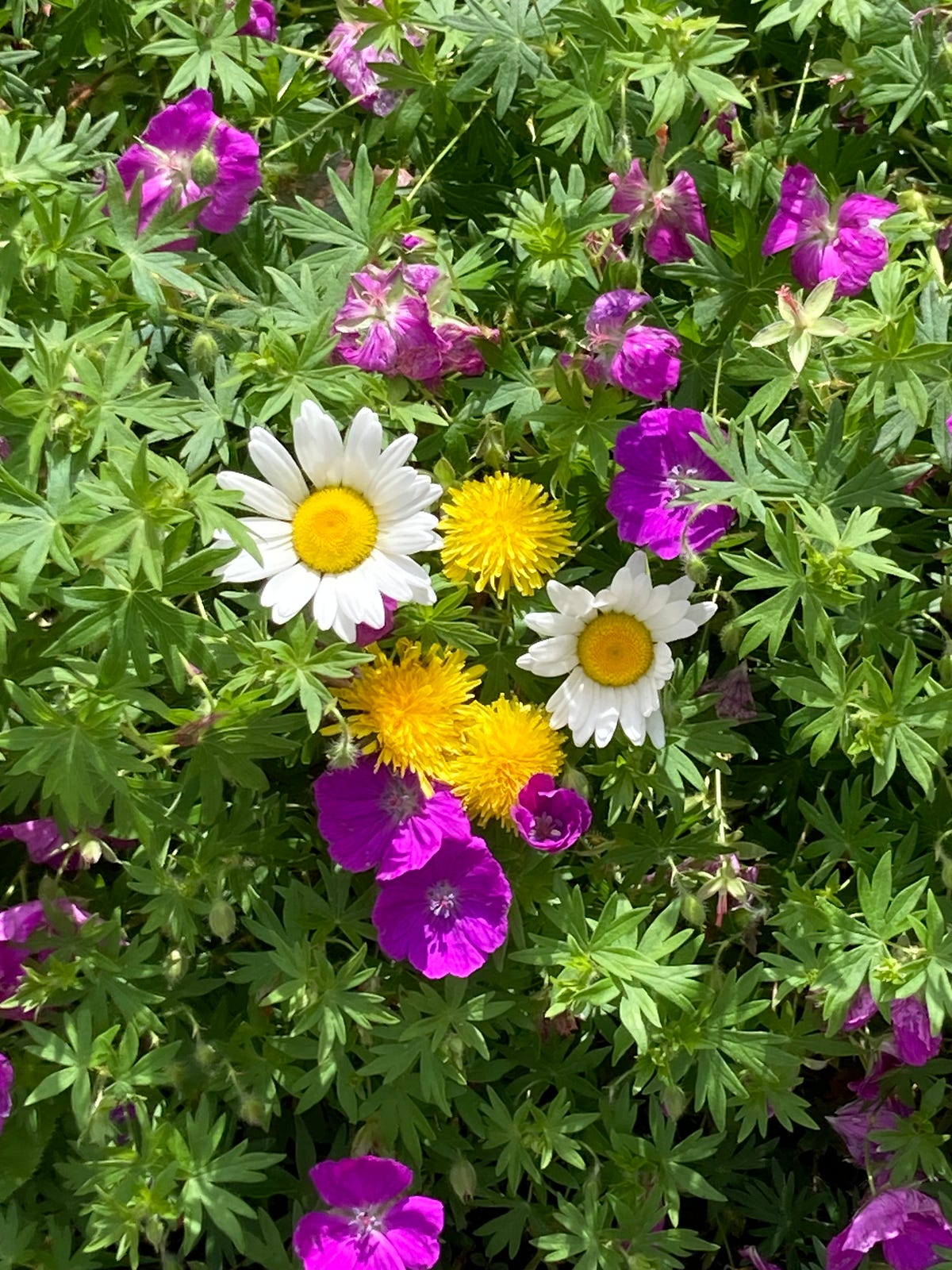 Humans as Hybrids. Lessons from a Dandelion Dad to a Daisy… | by Kassia ...