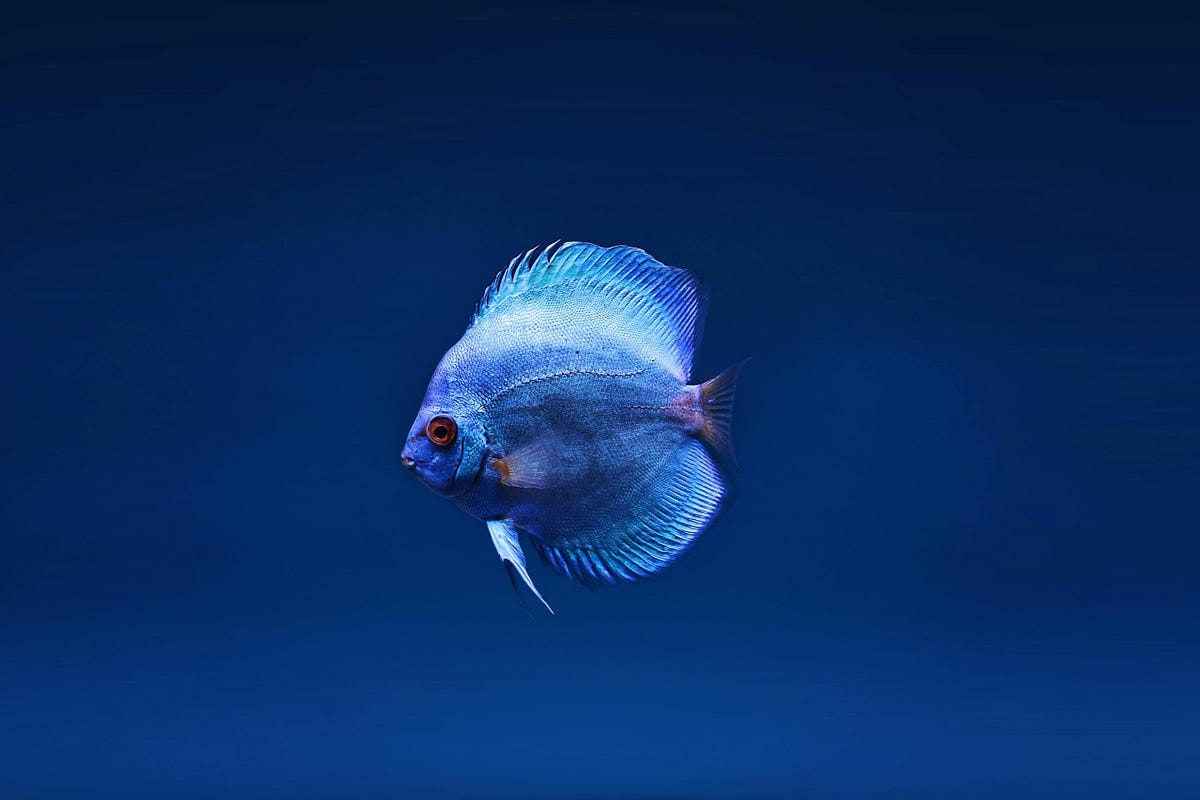 Mengapa Ikan Busuk Dari Kepalanya? | by Ariel Seraphino | Medium