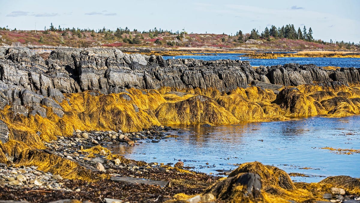Seaweed: The Sustainable Ingredient Canada Forgot About | by Get Kelp ...