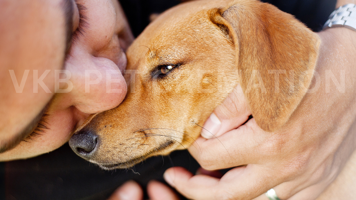 PET AND DOG FUNERAL SERVICE IN DELHI NCR - VKB Pet Cremation - Medium