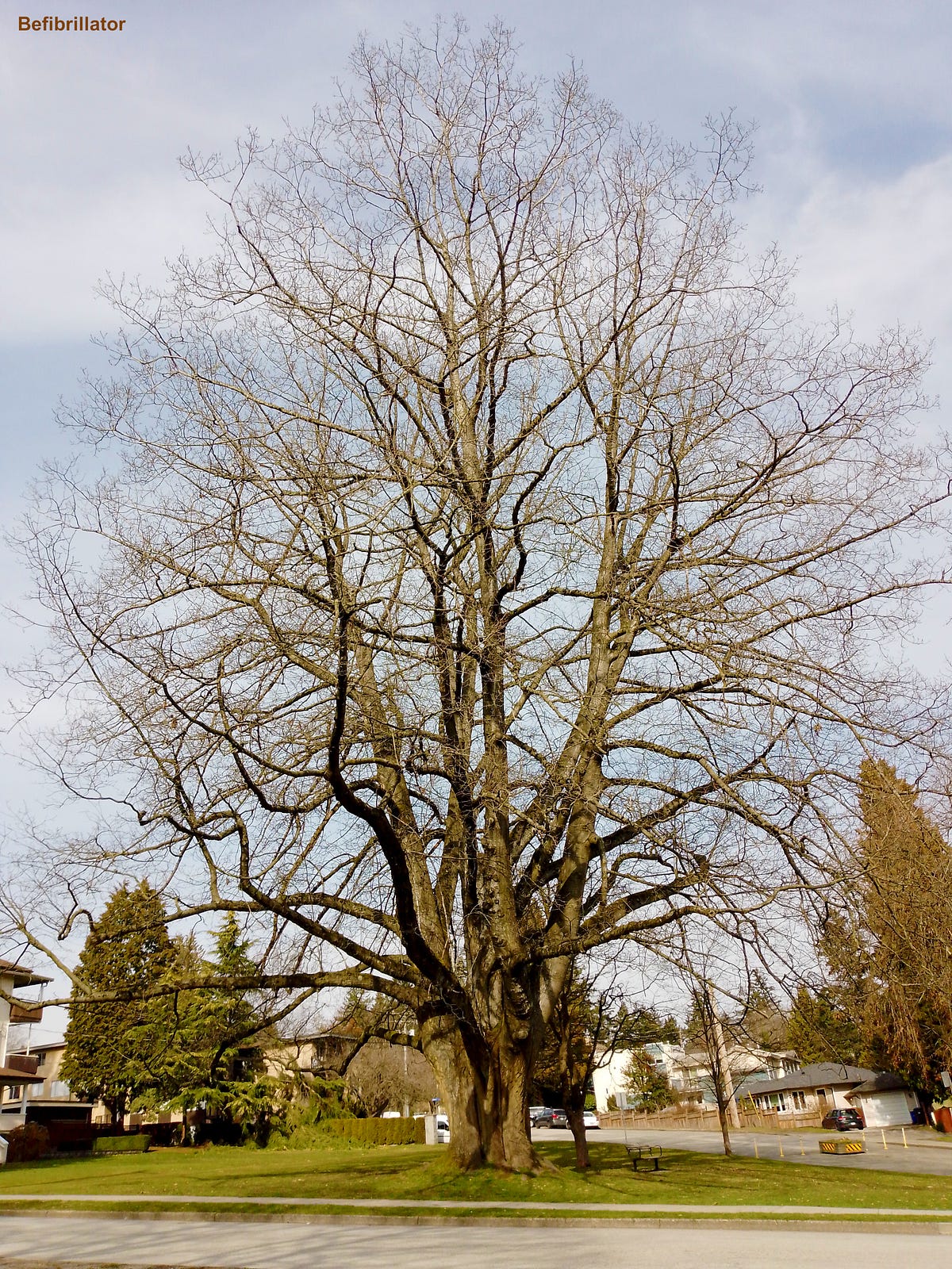 STOP KILLING THE TREES! — THE EARTH DOES NOT BELONG TO HUMANS! | by Dr ...