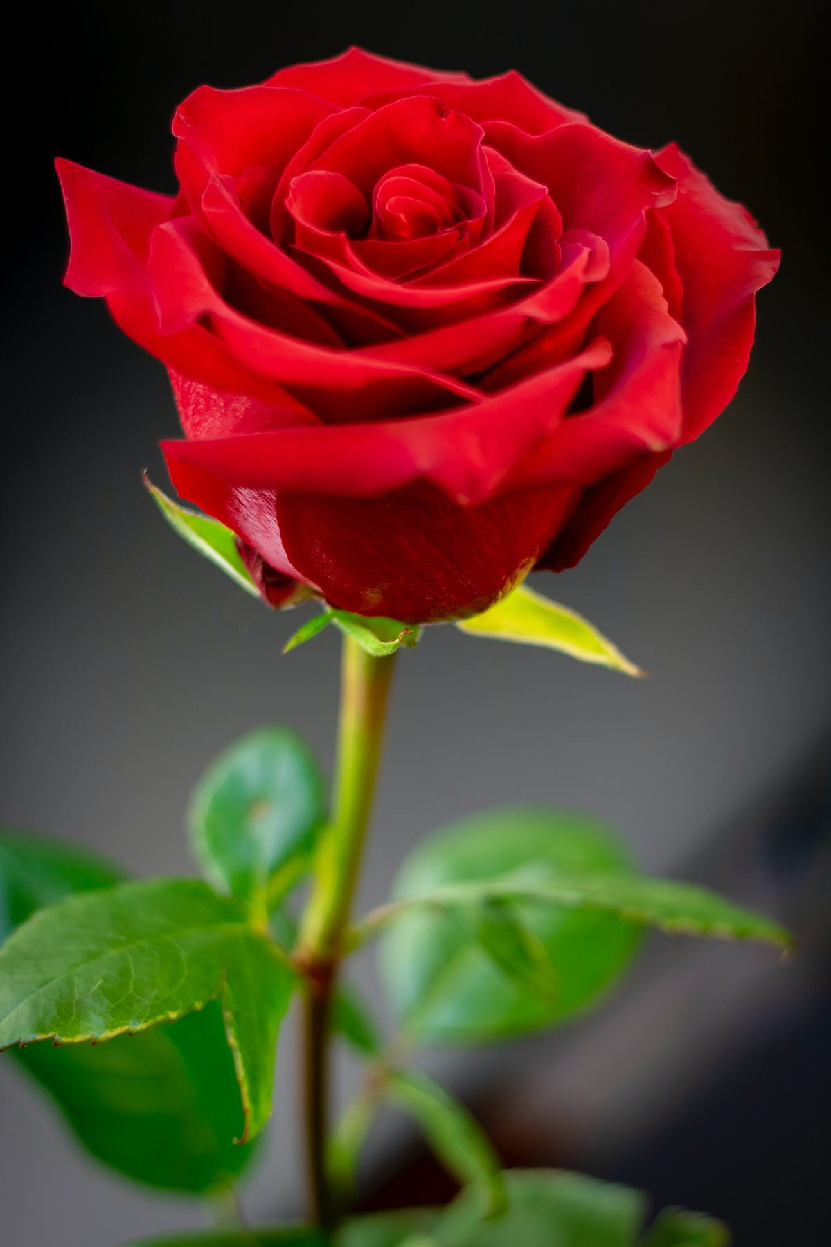 Wisdom From A Rose. No Life Is Greater Than Another | by Henery X ...