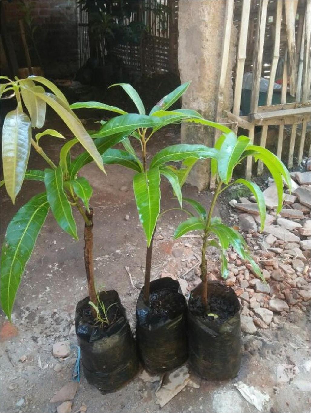 Bibit Mangga Red Ivory Asal Taiwan Hasil Okulasi Tasikmalaya Terunggul ...