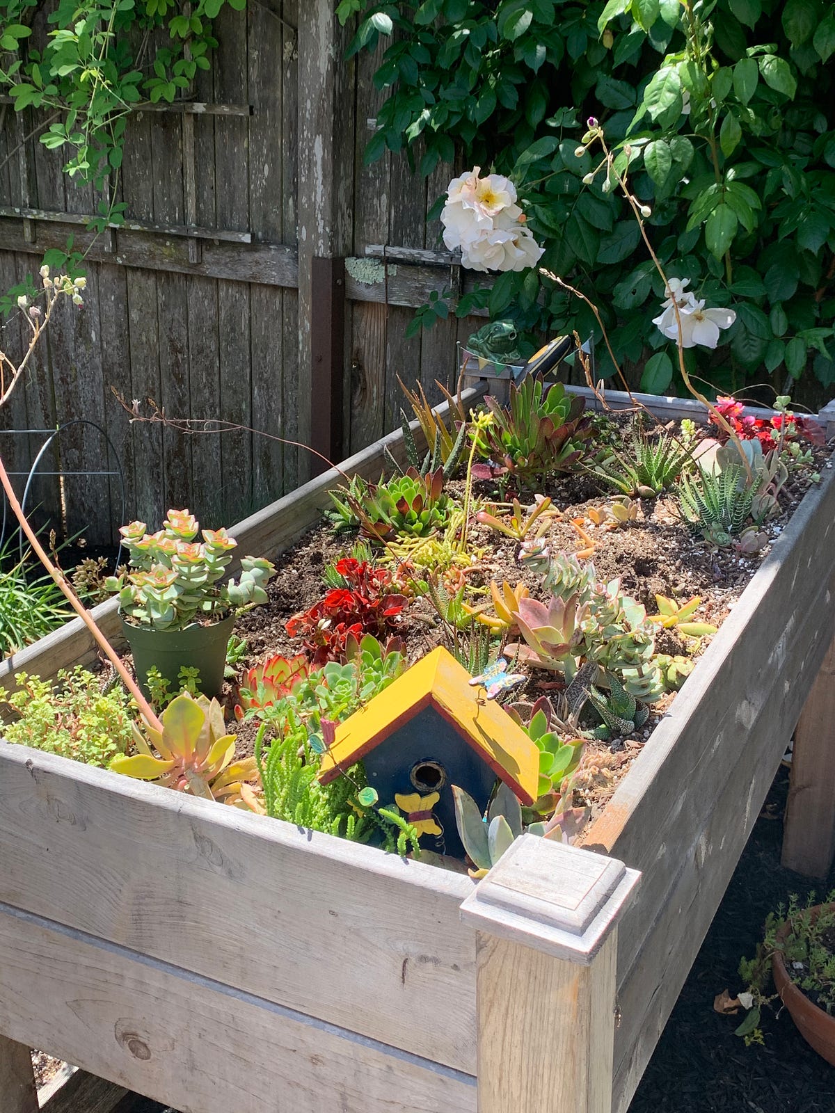 A Natural Dose of Dopamine is Working in the Garden with Succulents ...