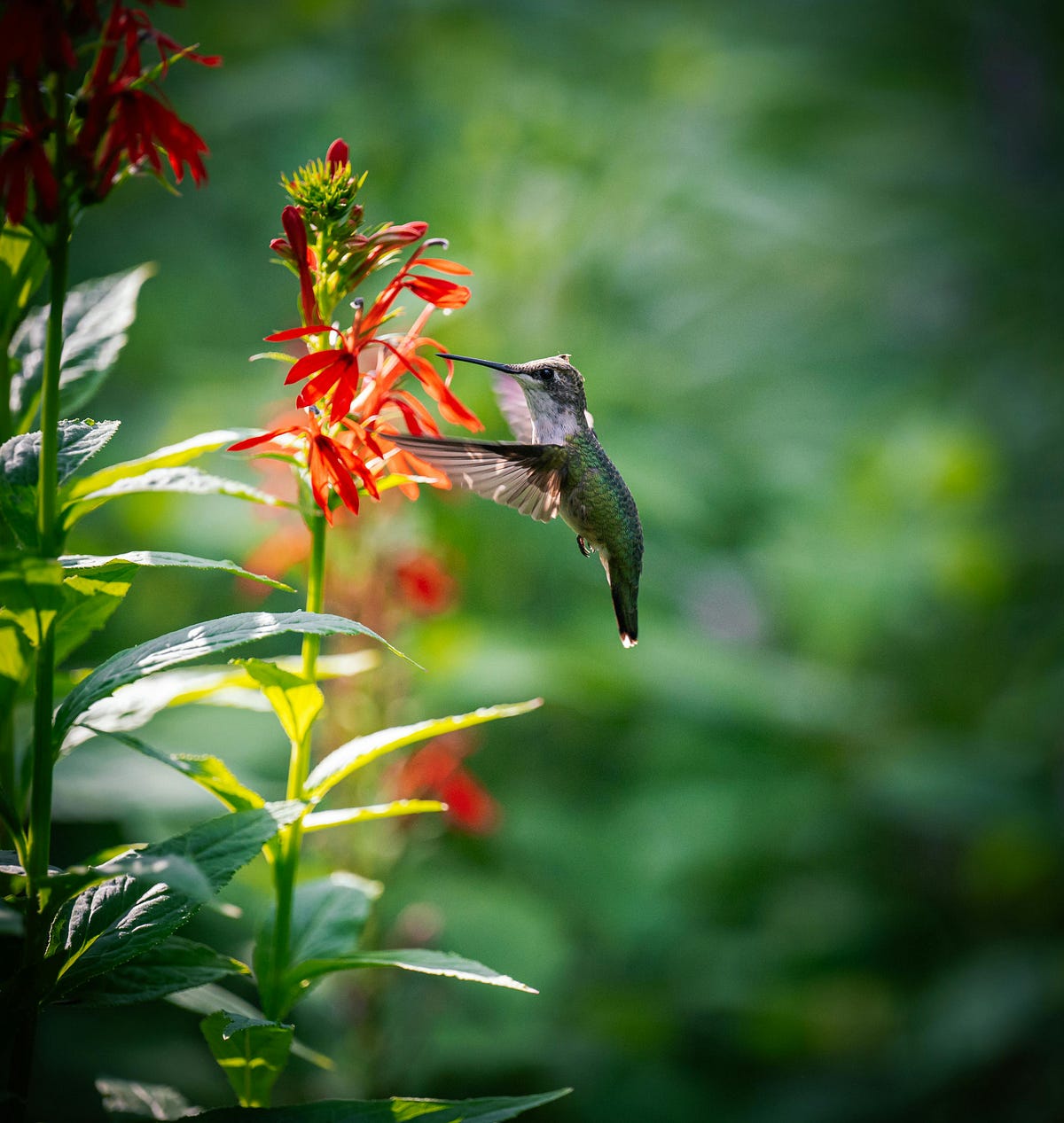 Lighter Than a Teaspoon of Sugar: The Hummingbird That Redefines the ...
