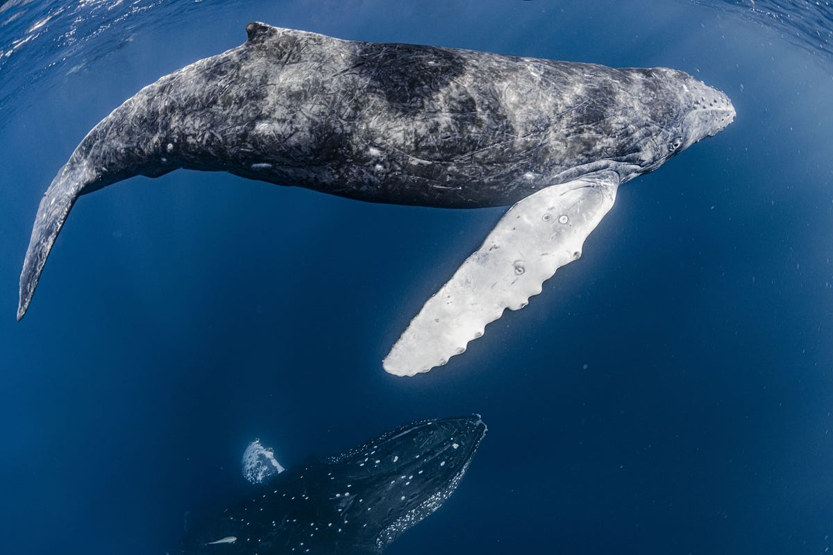 Avistamiento de ballenas en Colombia - Todo sobre Ballenas - Medium