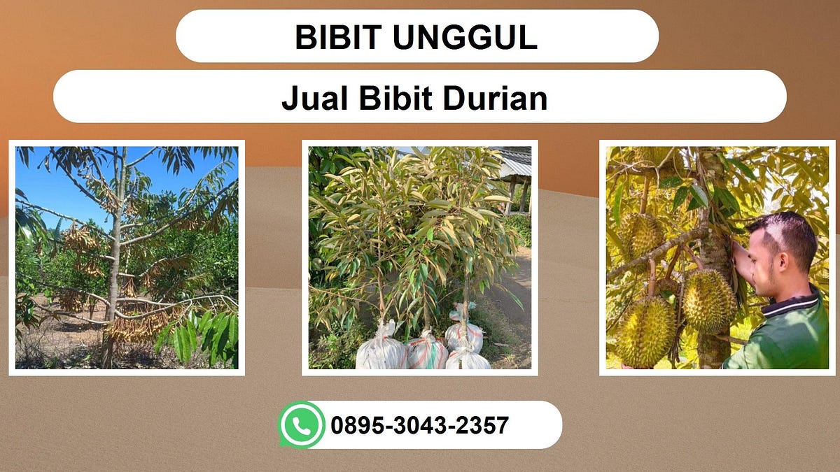 READY STOCK, WA 0895–3043–2357 Jual Bibit Durian Montong Langsa ...