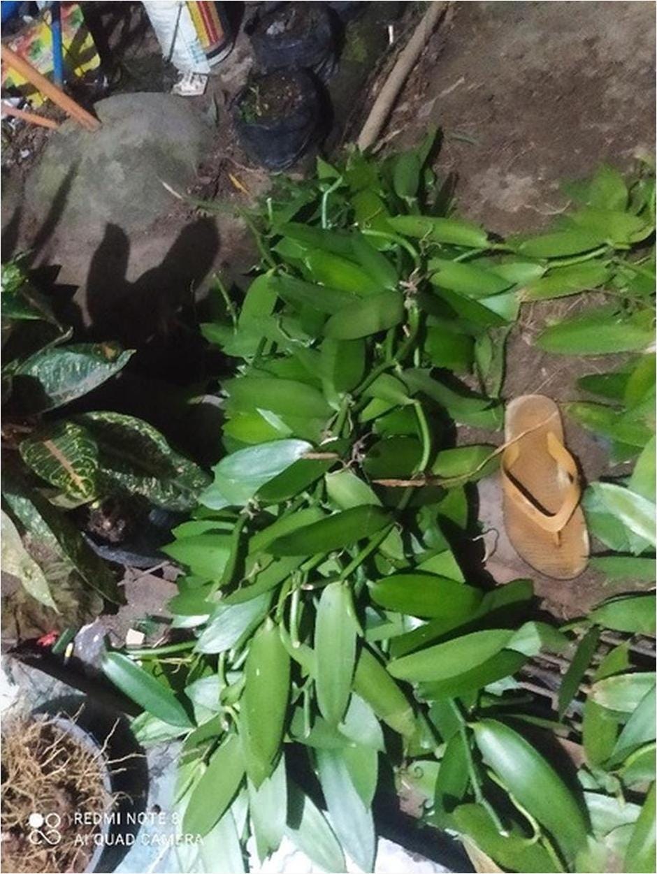 Bibit Panili Atau Vanili Super Purworejo | by Ezio Asoka | Medium