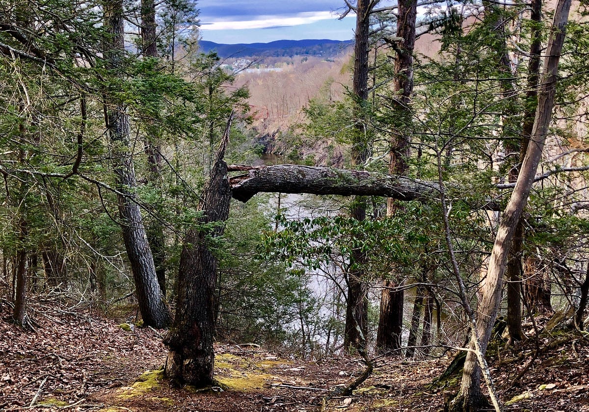 The Ragged Beast of a Forest. A Poem — A Photo Collection | by Felipe ...